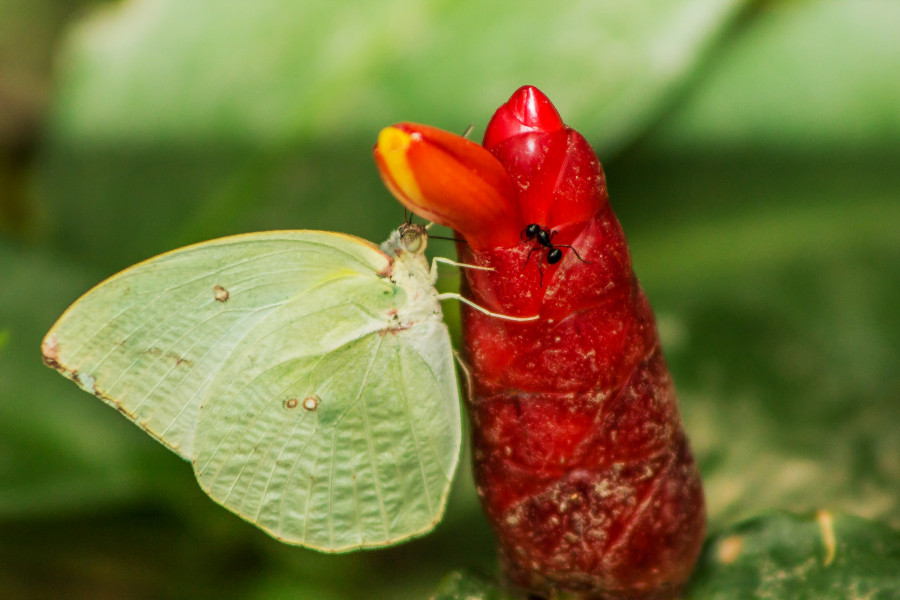La farfalla, la formica ed il fiore.… meme pubblicato da VPERVIGNETTA ...