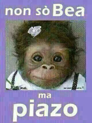 Tutti i meme sulle Scimmie - Facciabuco.com