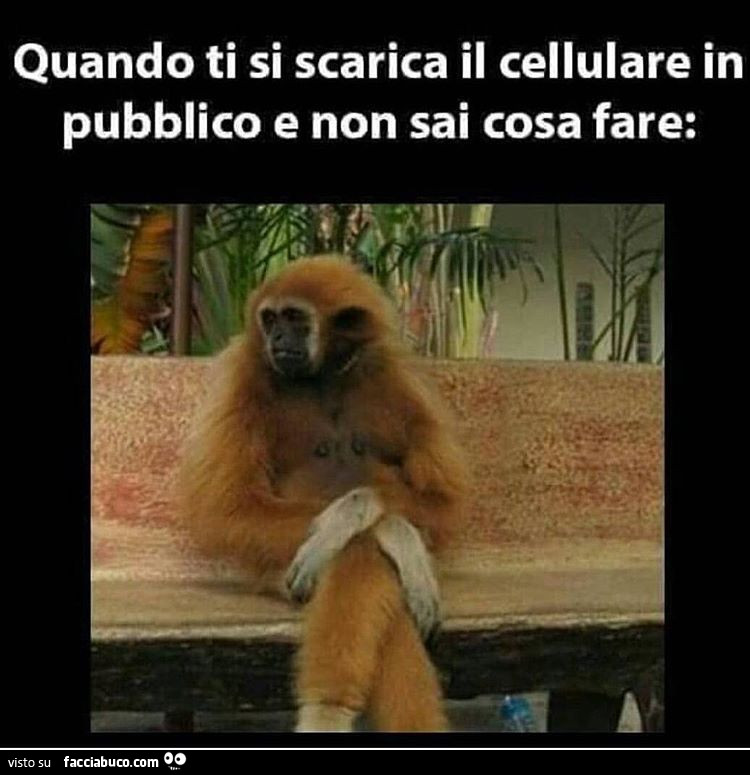 Tutti i meme sulle Scimmie - Facciabuco.com
