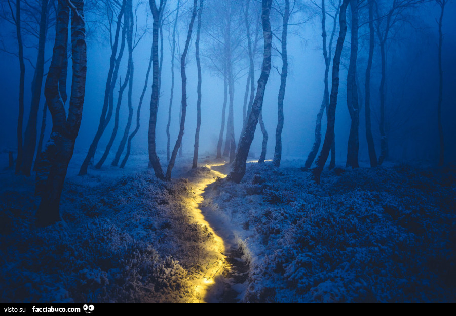 Sentiero illuminato nella foresta innevata - Facciabuco.com
